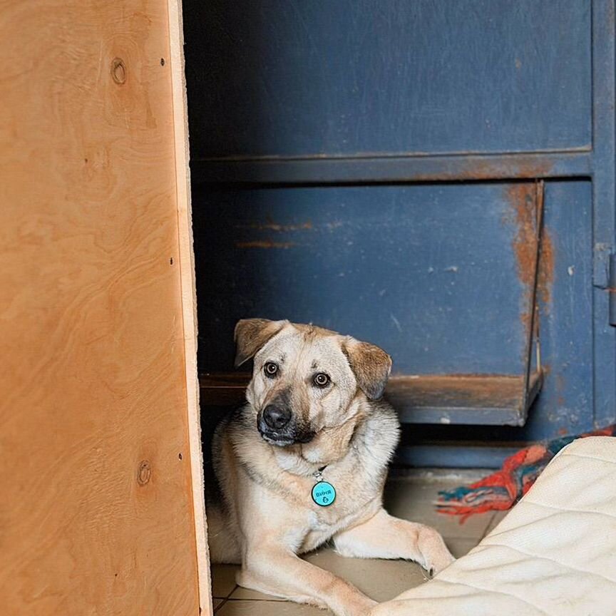 Взрослый пёс в добрые руки