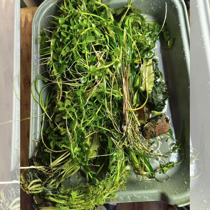 Аквариумная прополка