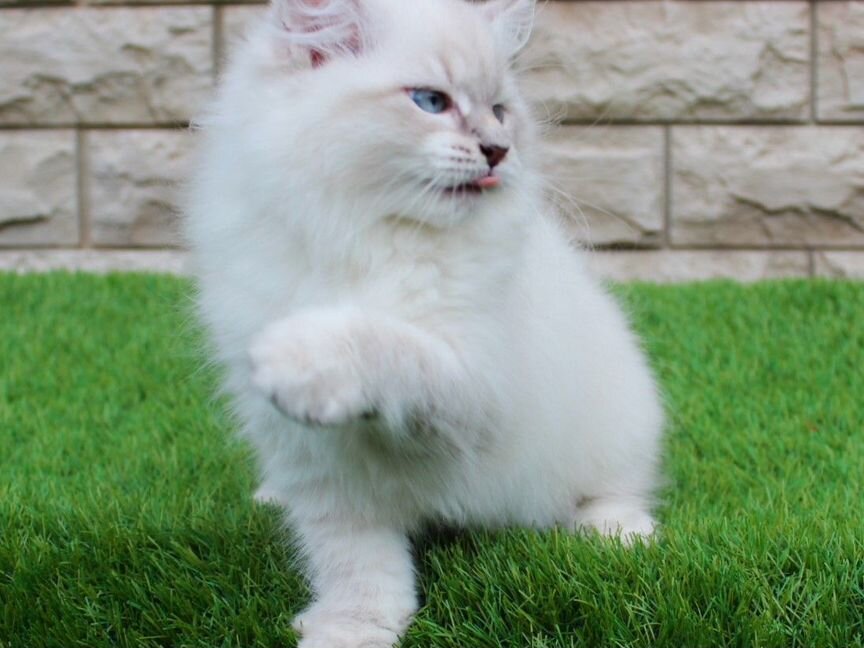 Котята невские маскарадные