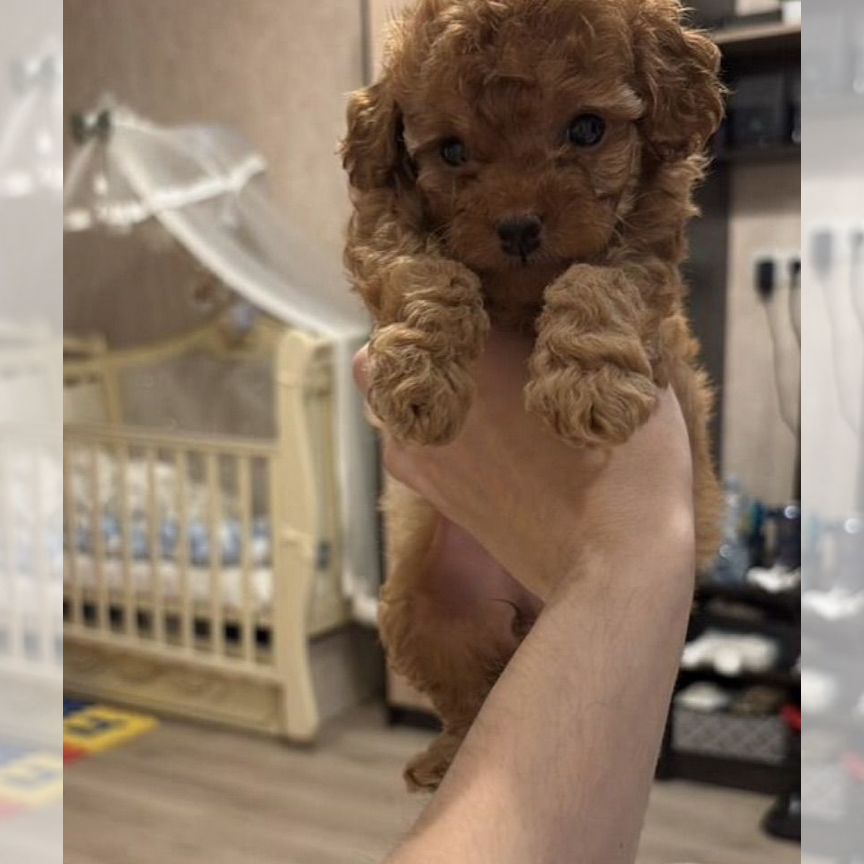 Той-пудель, щенок