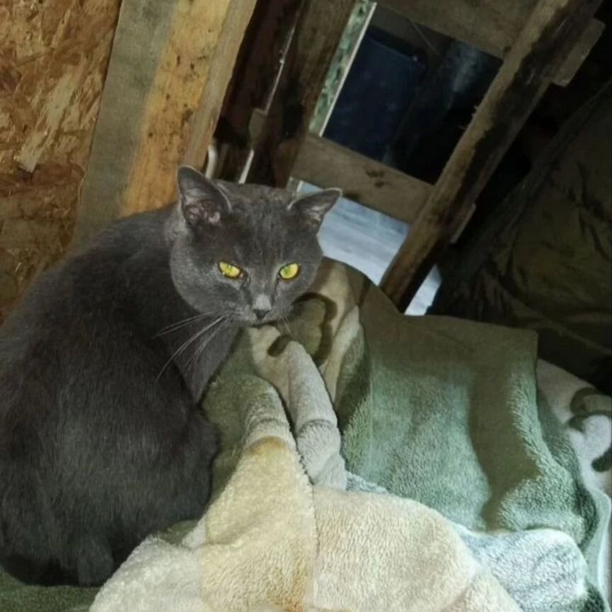 Котик с фронта