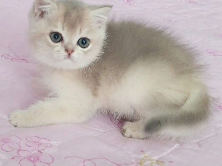 Шотландская шиншилла