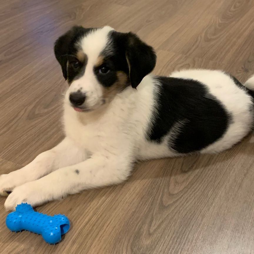 Щенок в добрые руки