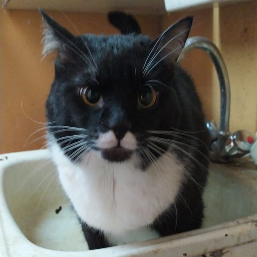 Взрослый кот в добрые руки