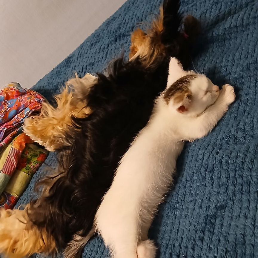 Котёнка добрые руки