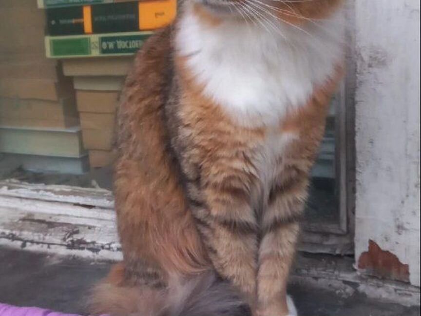 Домашние кошка и кот