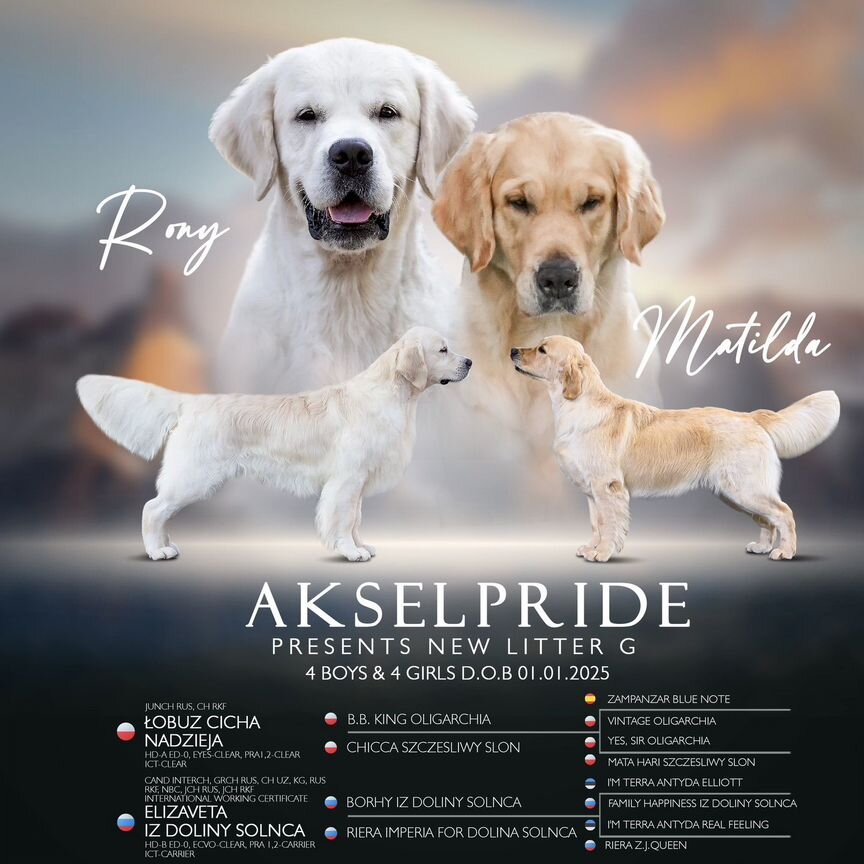 Щенки золотистого ретривера