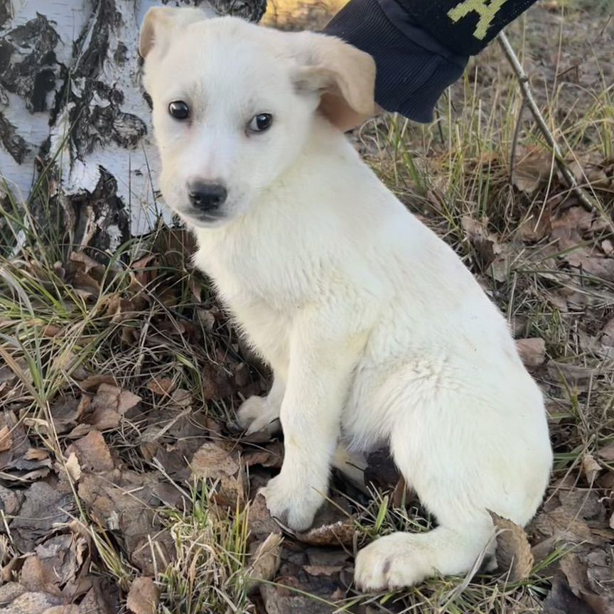 Щенок в добрые руки