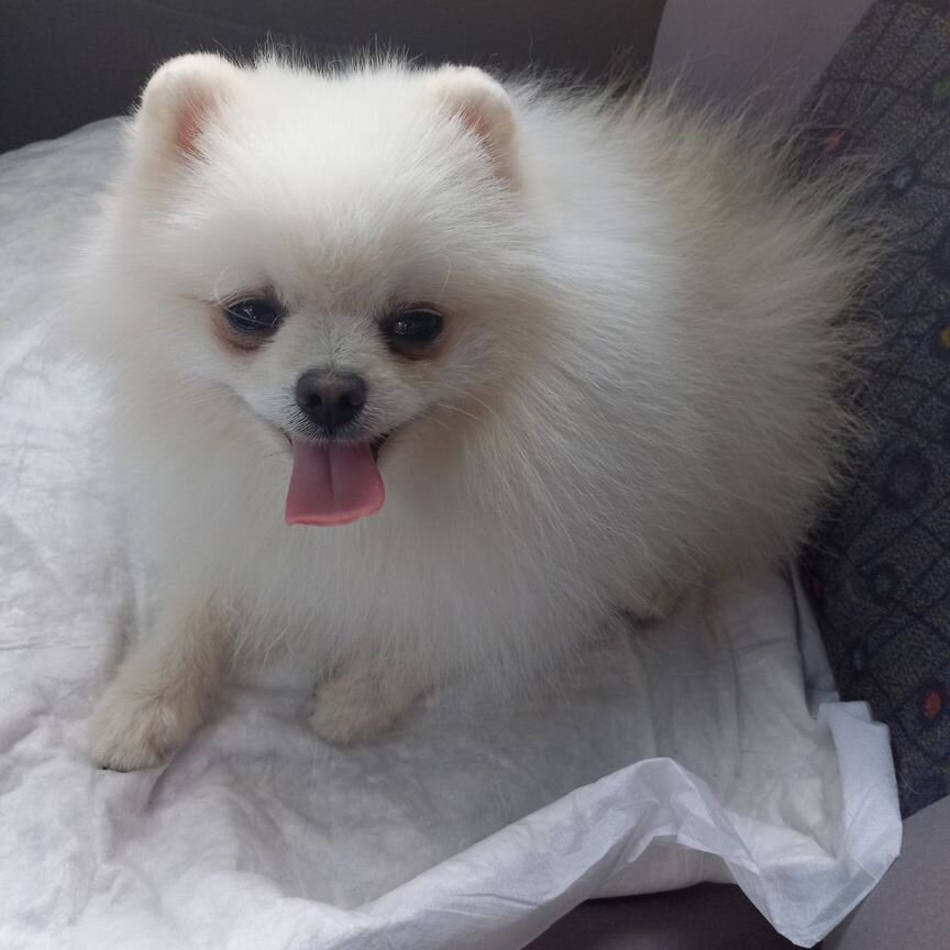 Померанский шпиц вязка