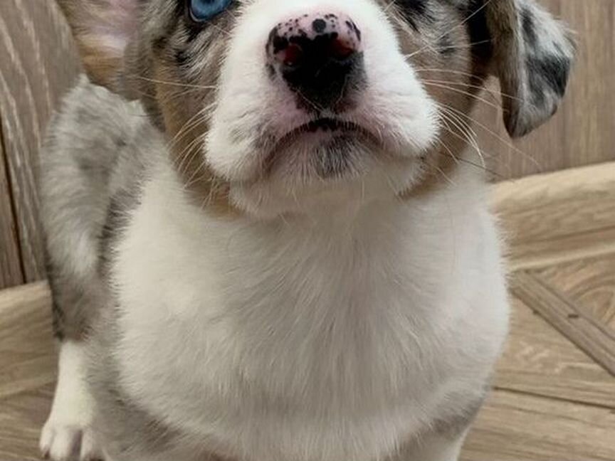 Вельш-корги кардиган мраморный