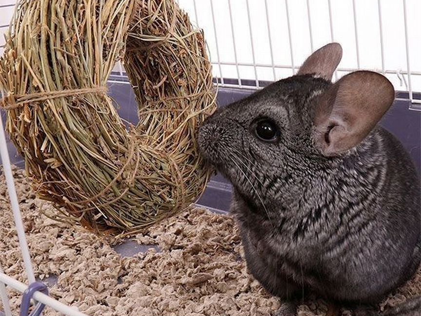 Палочки для ваших любимцев)