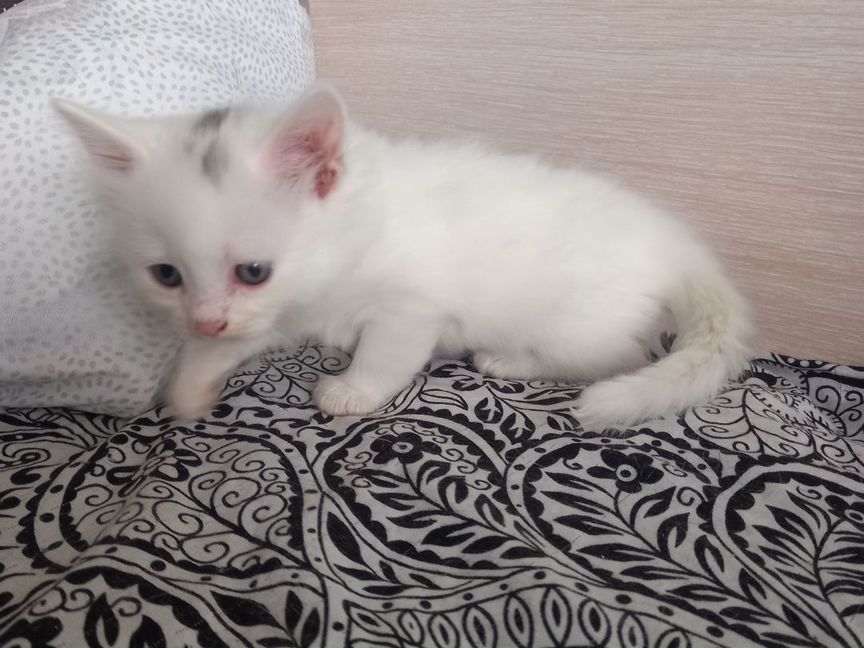 Кошка турецкая ангора