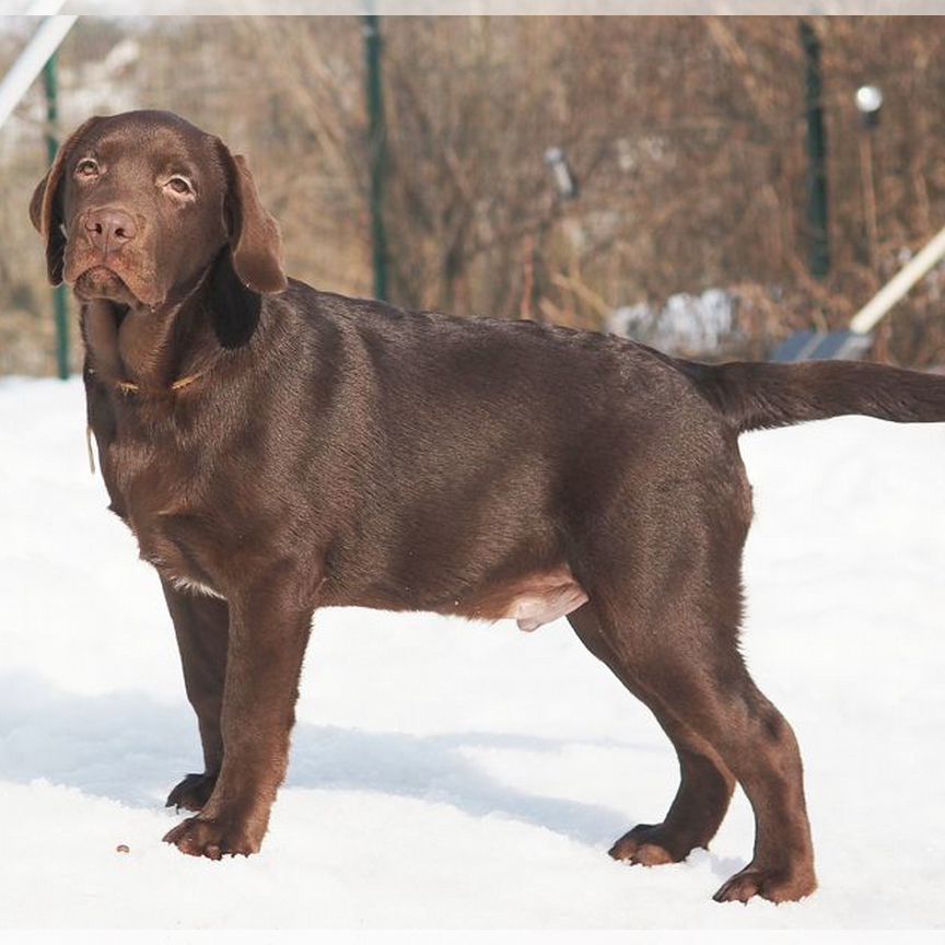 Лабрадор-ретривер, щенок