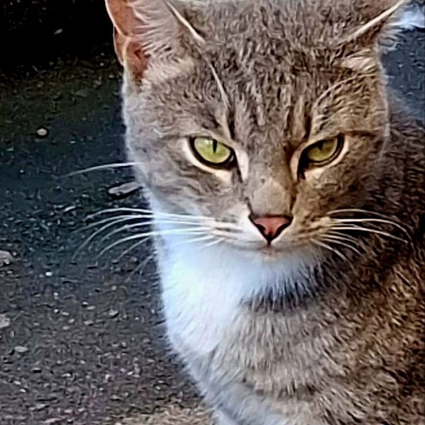 Кот