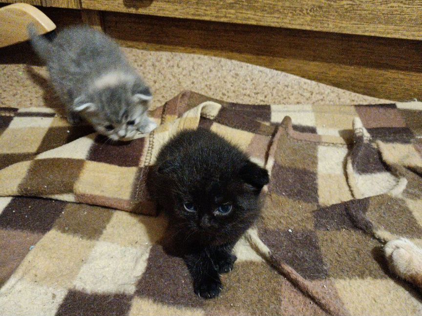 Шотландская вислоухая кошка
