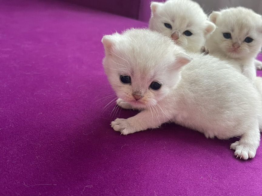 Котята британская шиншилла