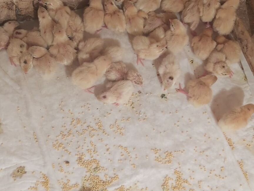 Перепела живые продажа