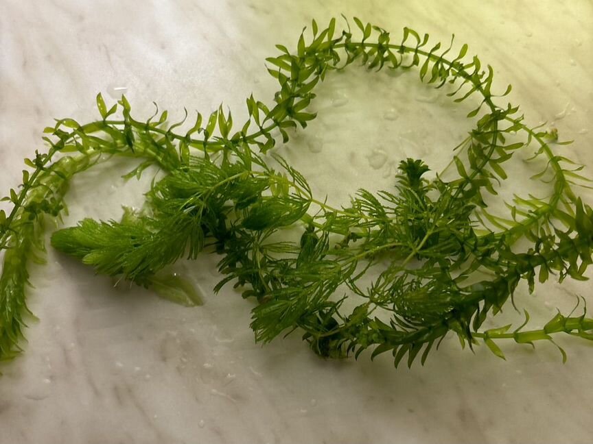 Отдам водоросли