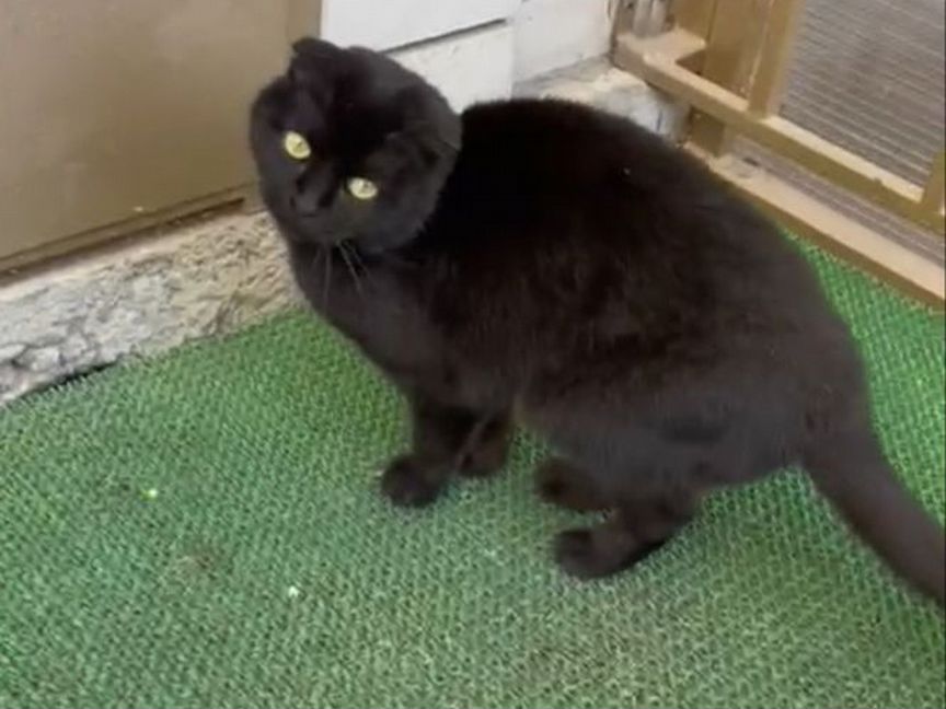 Кошка вислоушка в добрые руки
