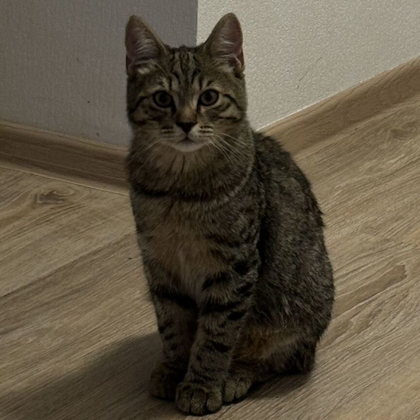 Котята в добрые руки бесплатно мальчик
