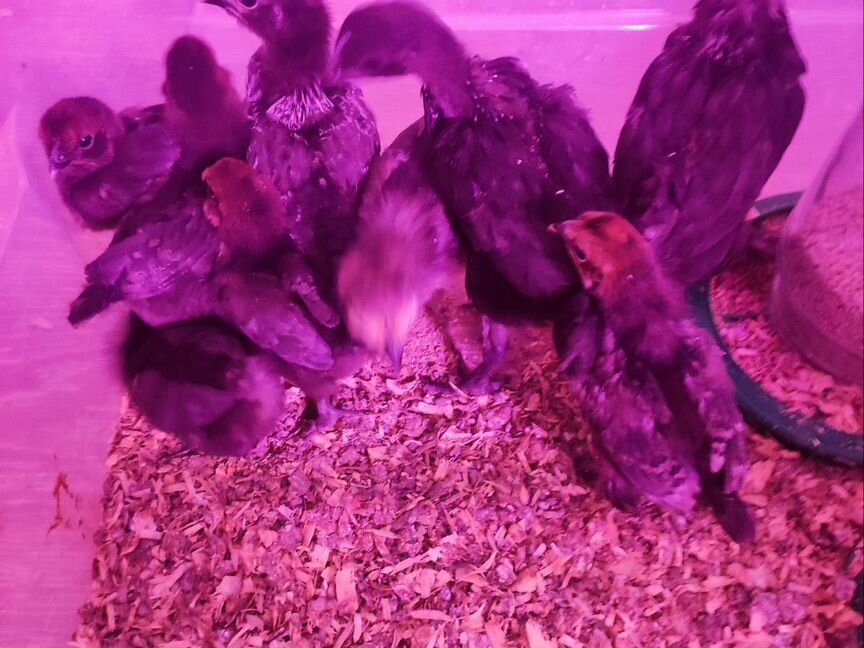 Черные куры ухейилюй