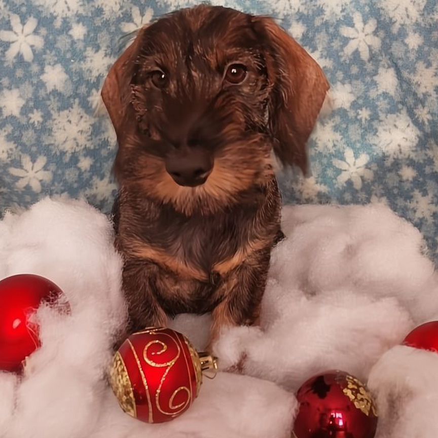 Такса, щенок