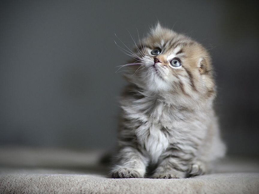 Шотландский вислоухий котенок дш золотая шиншилла