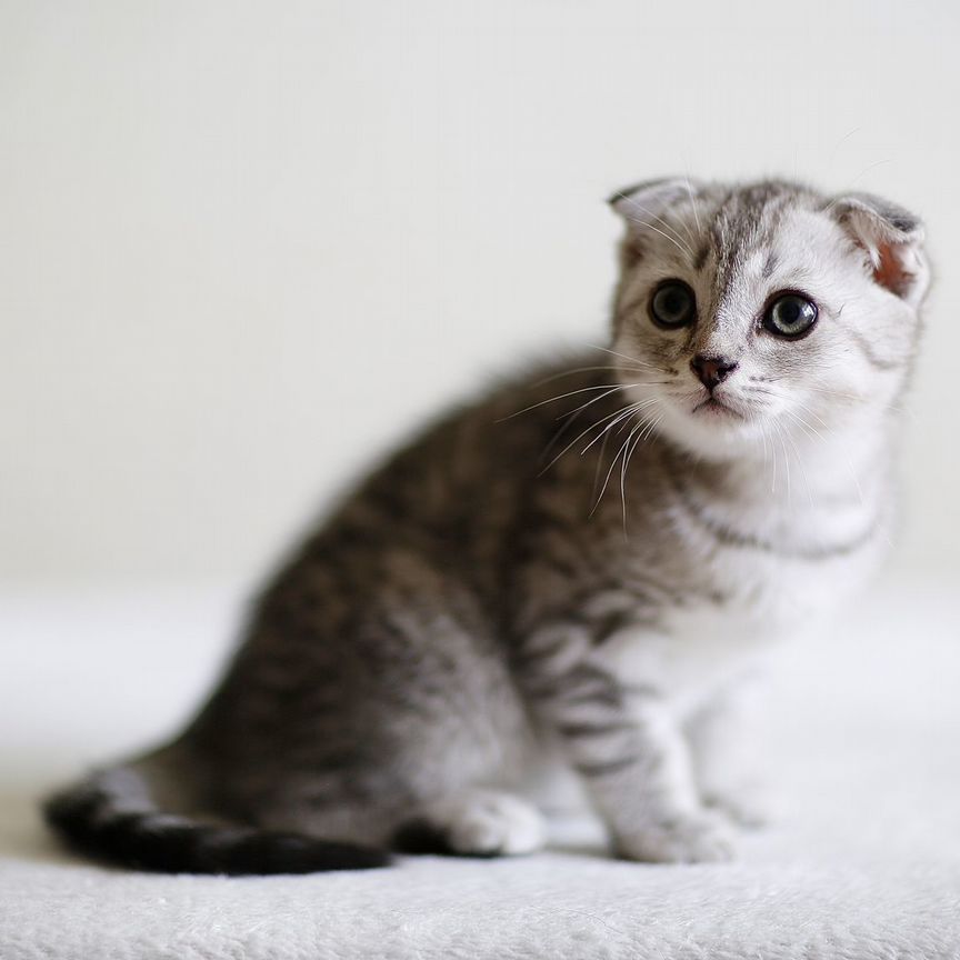 Шотландский вислоухий короткошёрстный котёнок