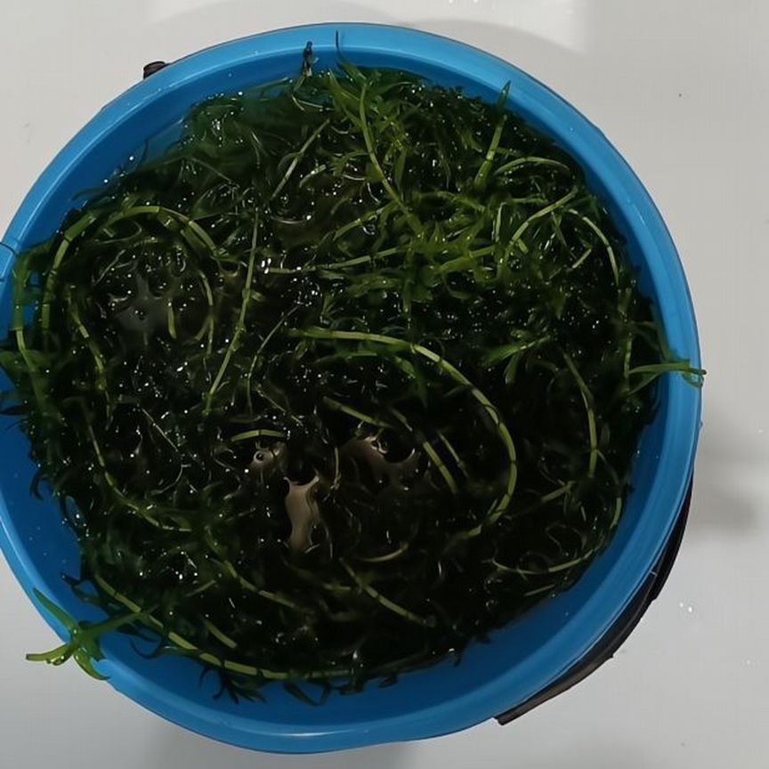 Водоросли для аквариума