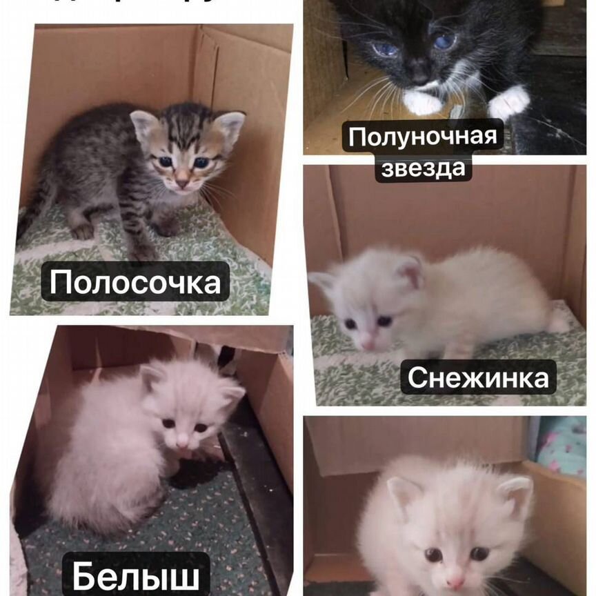 Котята в добрые руки