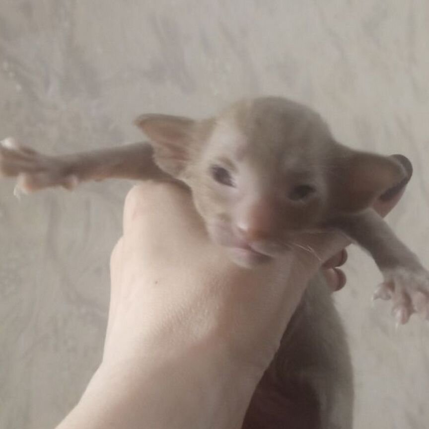 Ориентальный котёнок