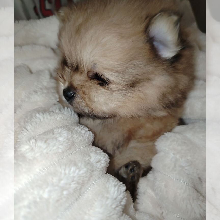 Померанский шпиц, щенок