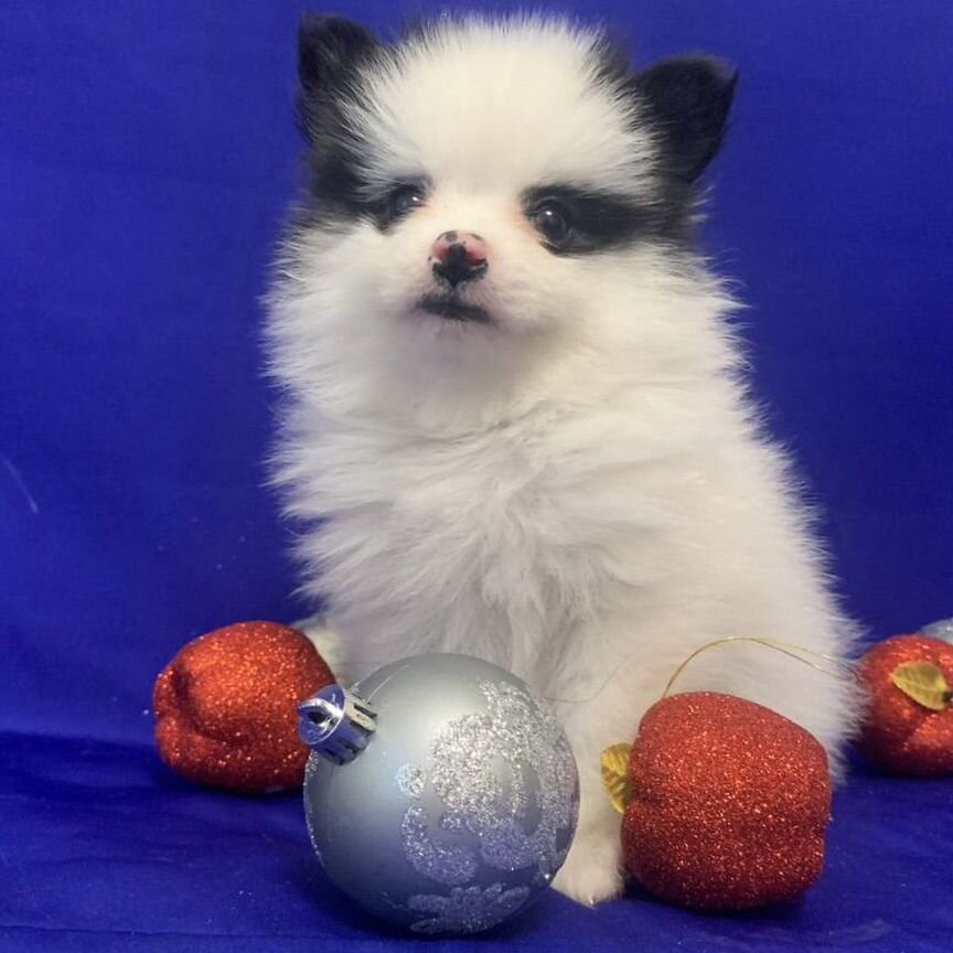 Померанский шпиц, щенок