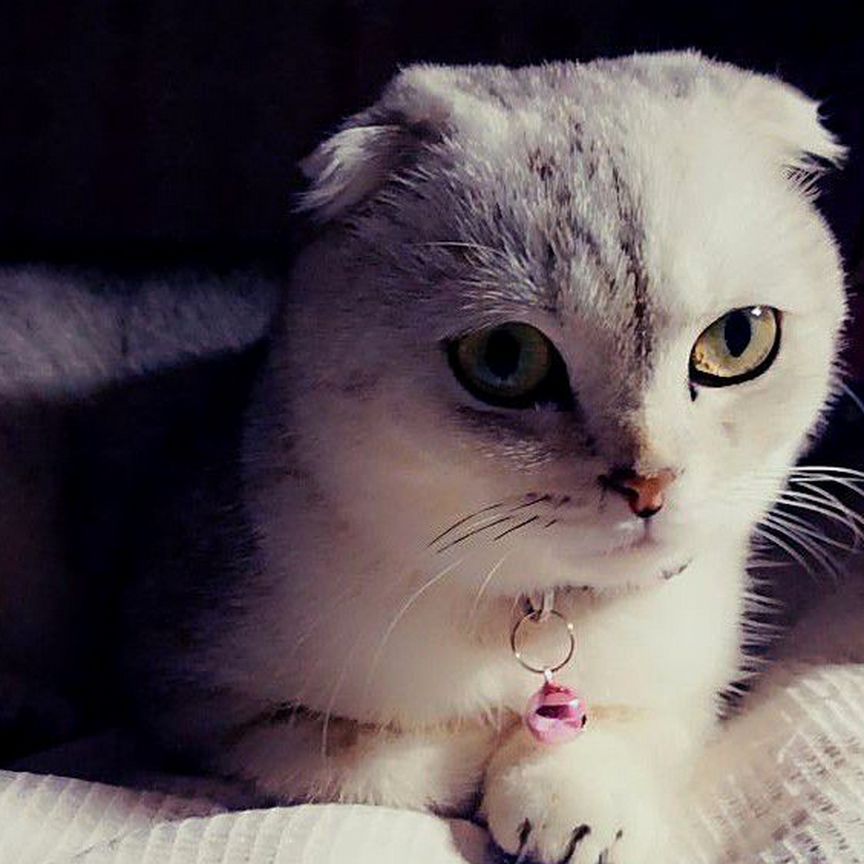 Кошечка Шотландская вислоухая ищет жениха