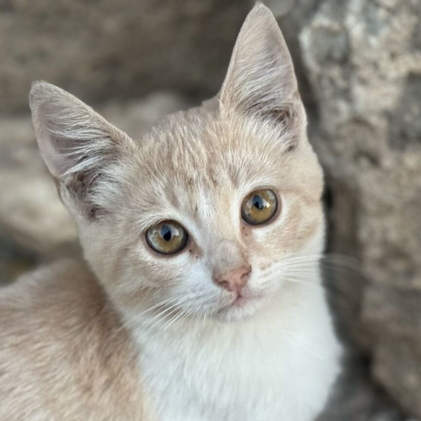 Отдам котенка цвет персик