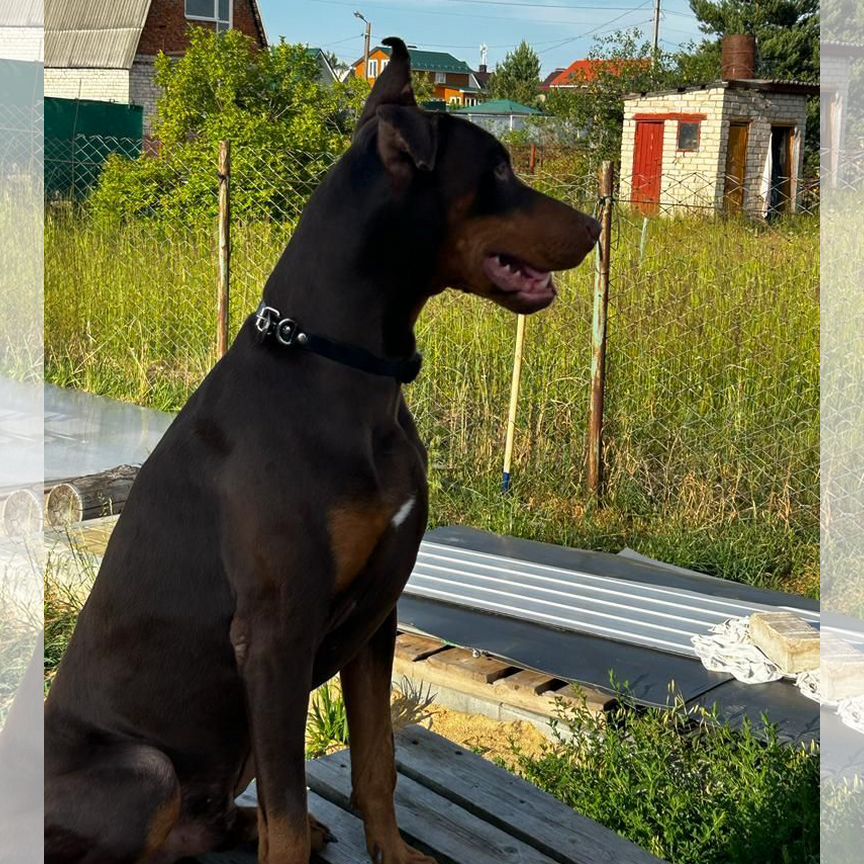 Доберман в добрые руки бесплатно