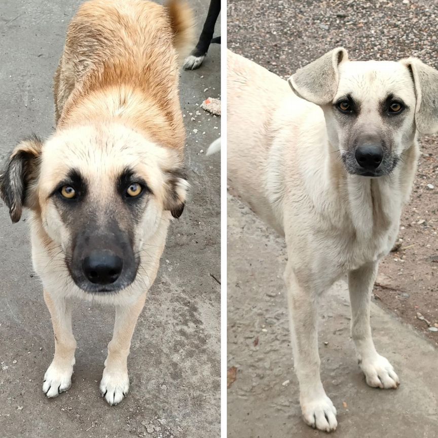 Собаки сестры