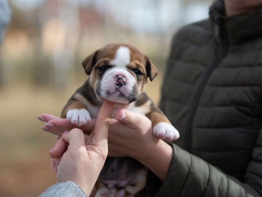Староанглийский бульдог
