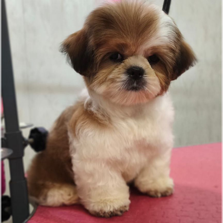 Ши-тцу, щенок