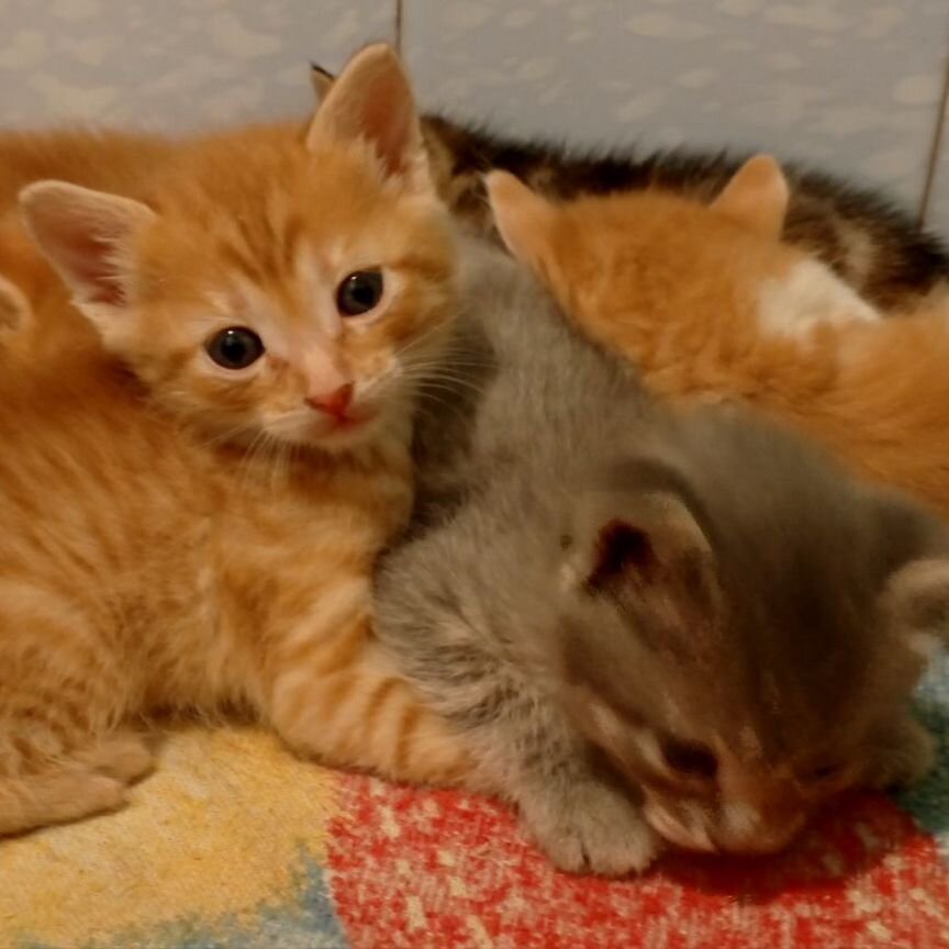 Домашние животные котята бесплатно