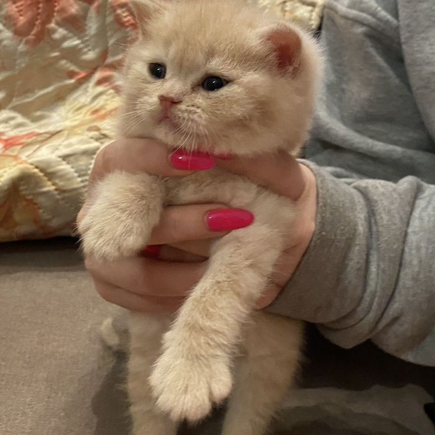Котята