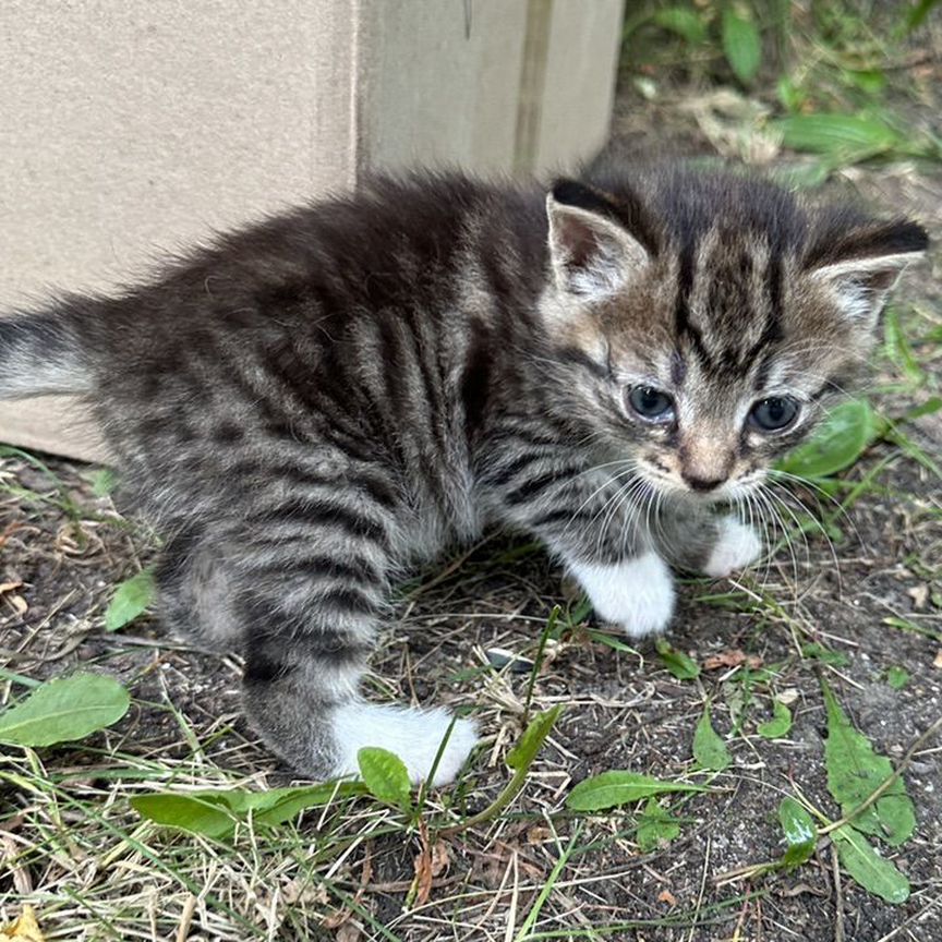 Котята