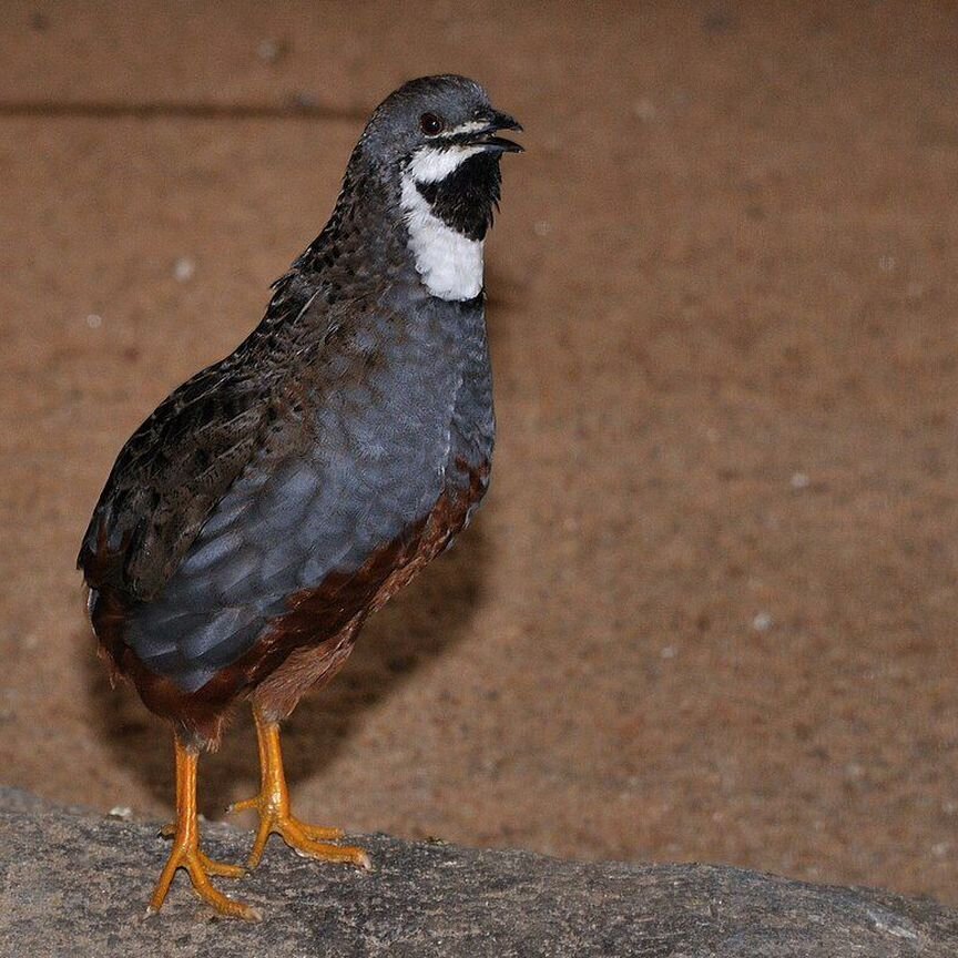 Китайский перепел