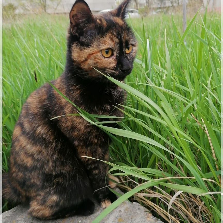 Фиона ищет дом