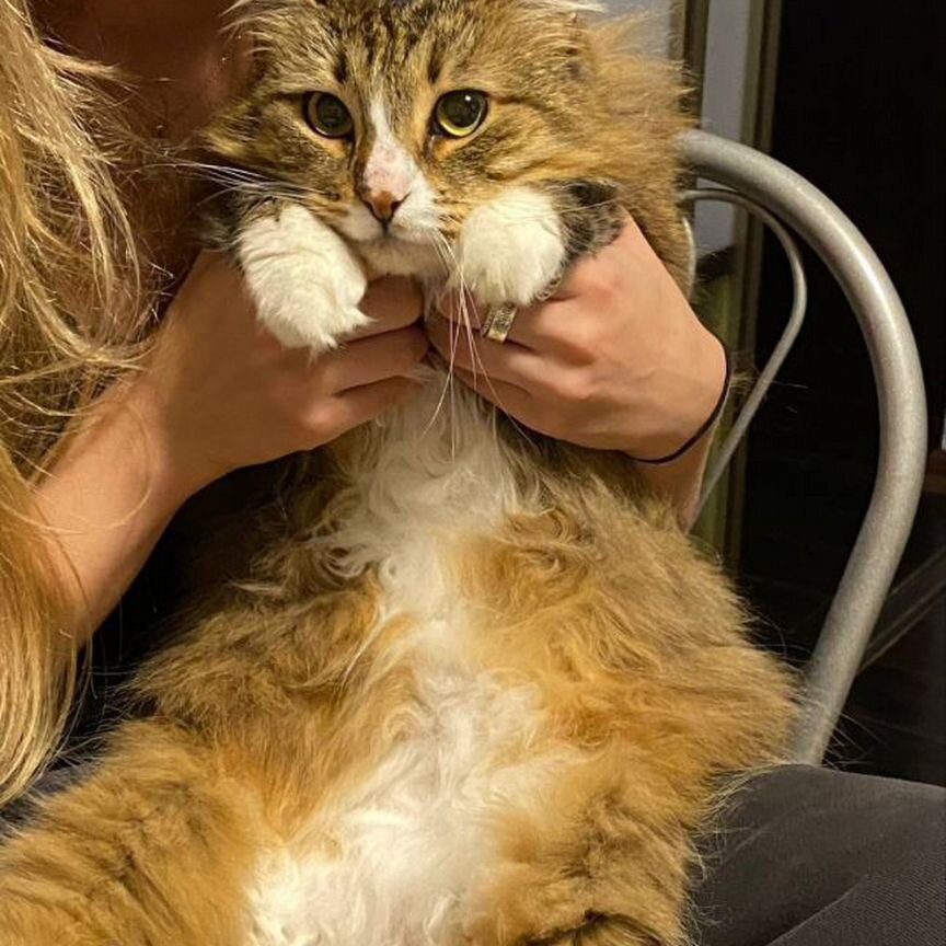 Пушистая Принцесса, ответственному человеку