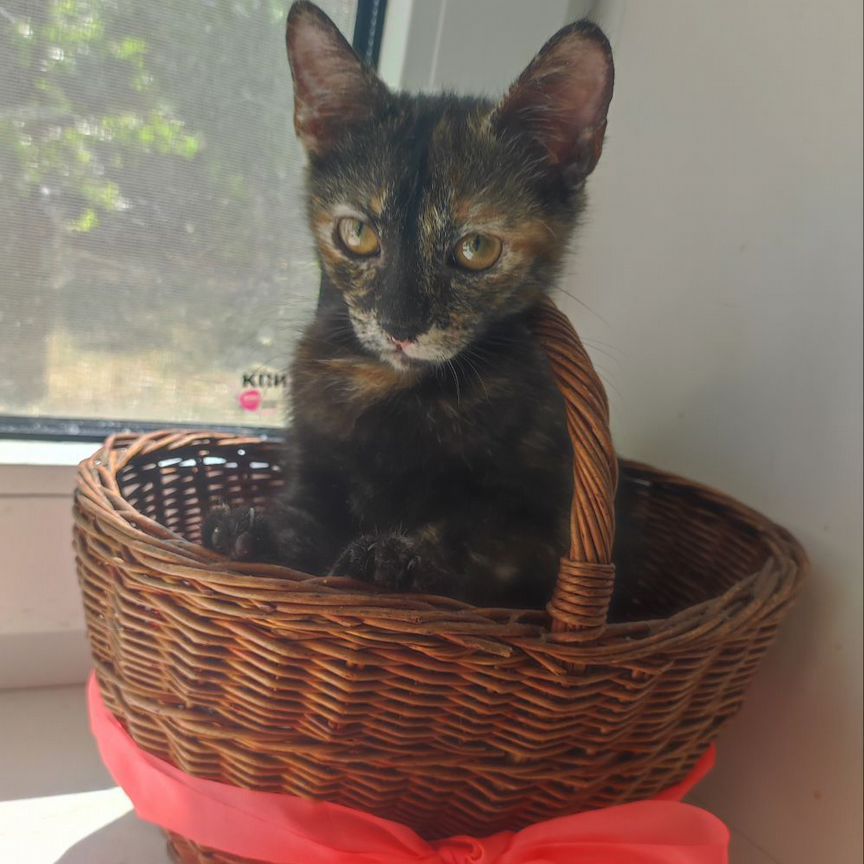Котенок