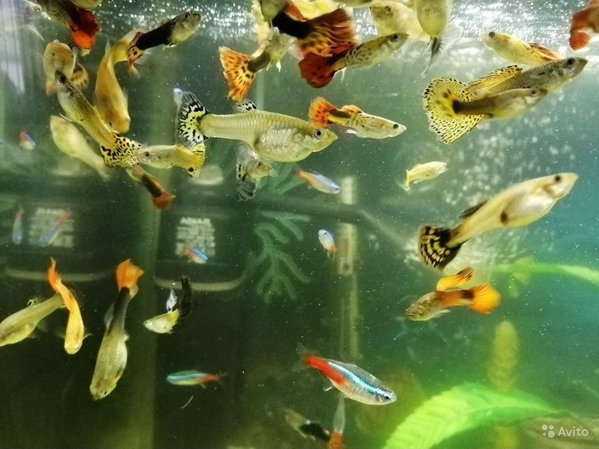 Рыбки гуппи