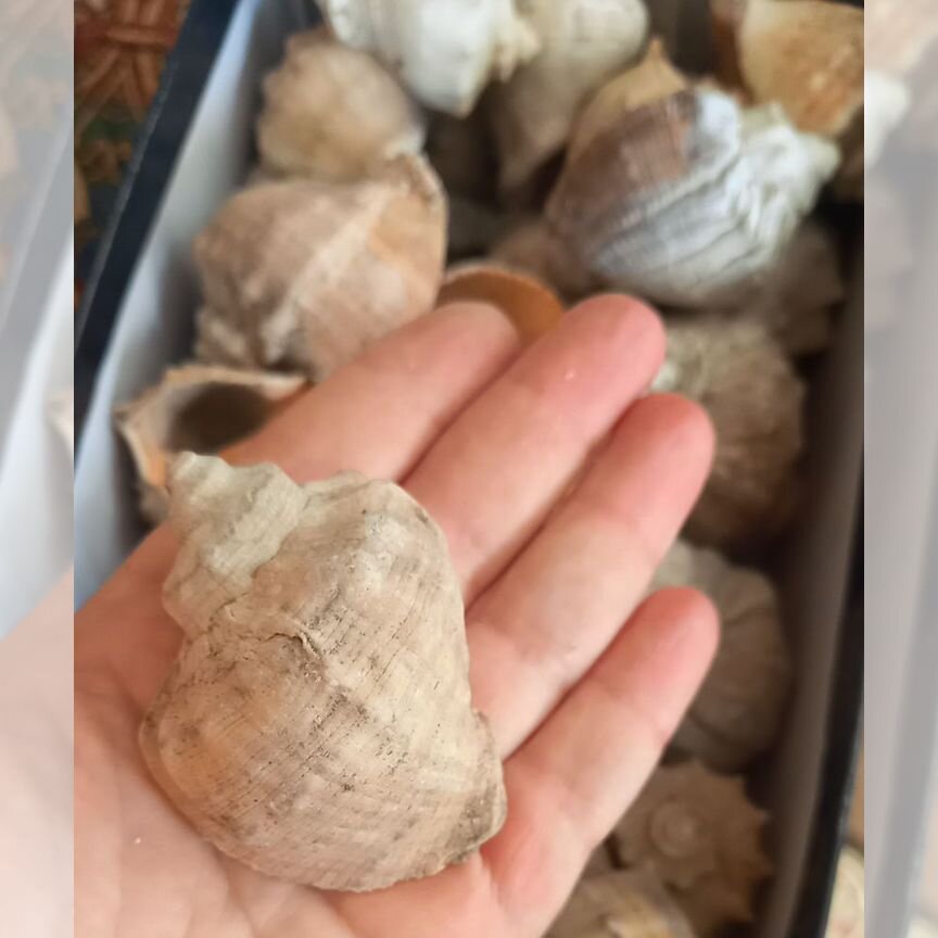 Ракушка рапан