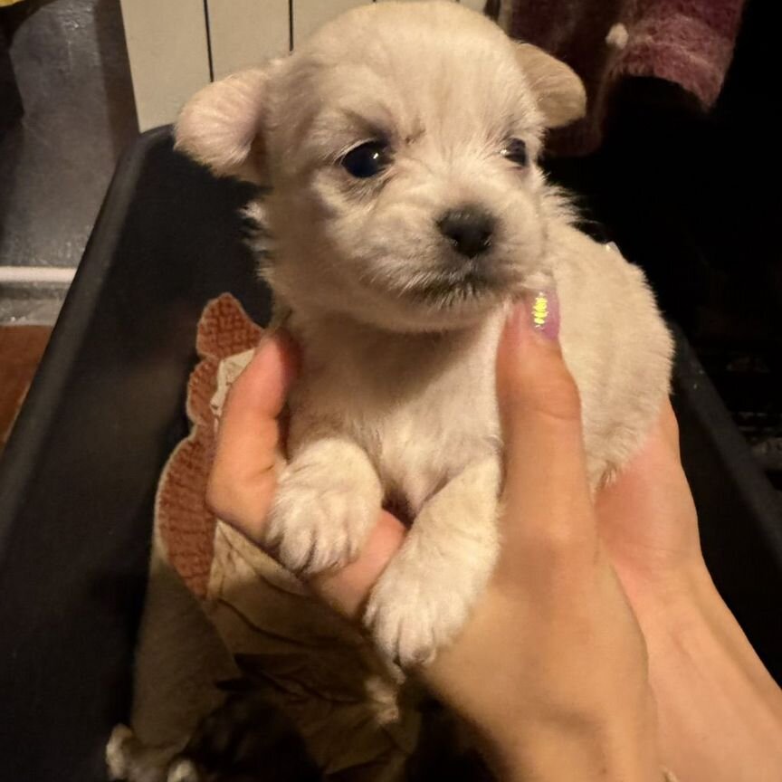 Собаки щенки