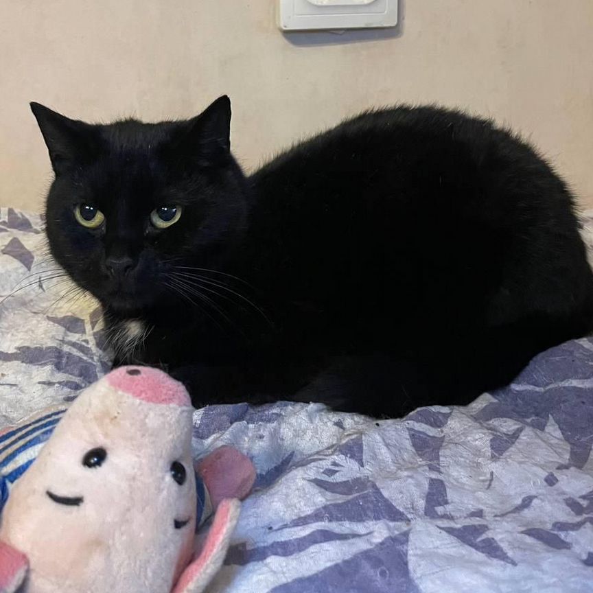 Взрослая, Девочка кошка в добрые руки